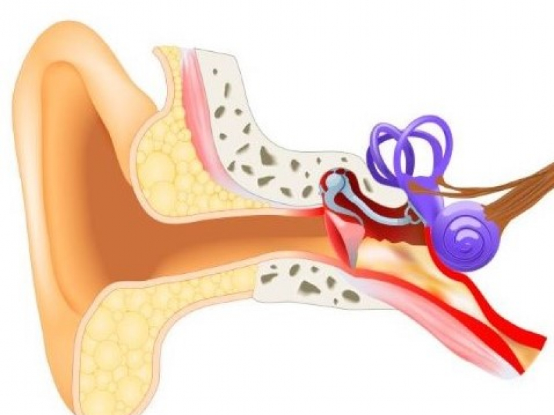 Explication ludique et didactique de l'otite chez IRIS&OCTAVE